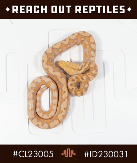 SD PURPLE Reticulated Python by Reach Out Reptiles LLC