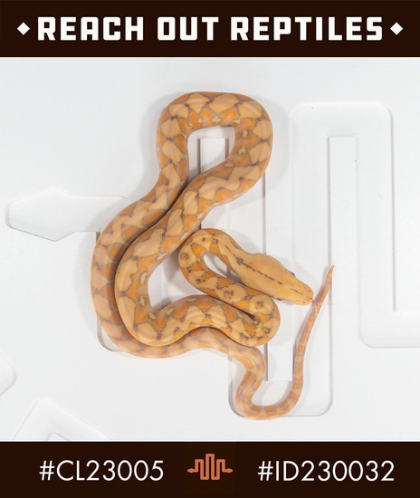 Sd Purple Reticulated Python by Reach Out Reptiles LLC