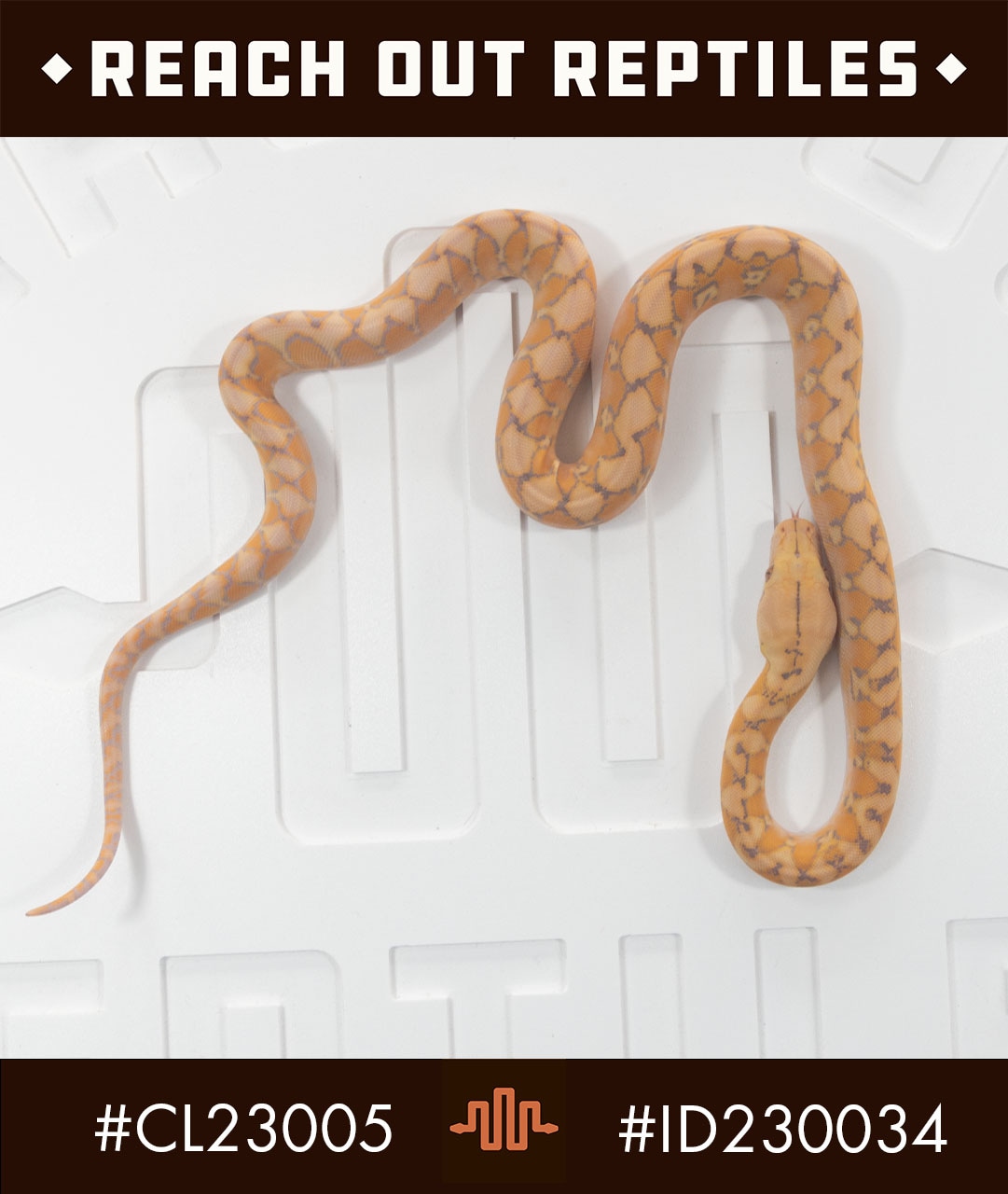 Super Dwarf Purple Albino Reticulated Python by Reach Out Reptiles LLC ...