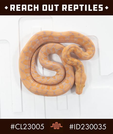 Sd Lavender Reticulated Python by Reach Out Reptiles LLC