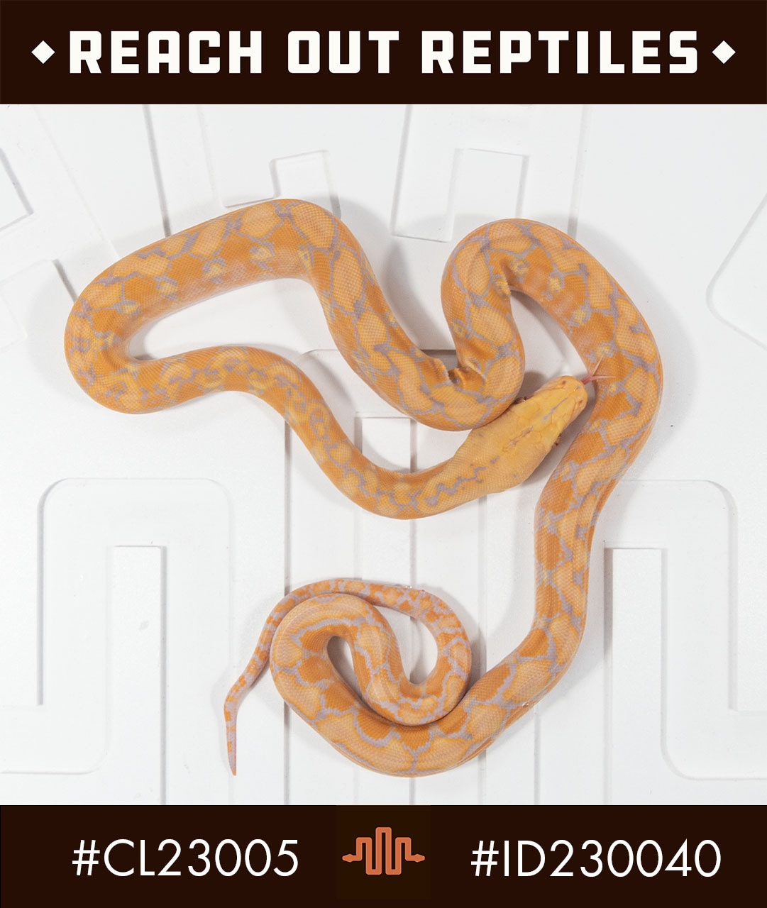 Super Dwarf Lavender Albino Reticulated Python by Reach Out Reptiles ...