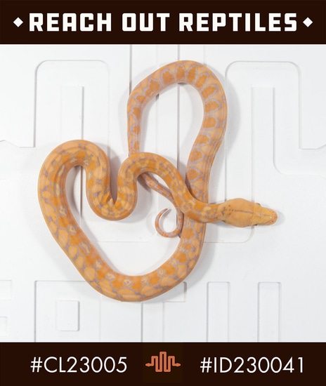 Sd Lavender Reticulated Python by Reach Out Reptiles LLC