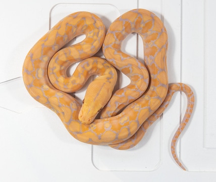 Super Dwarf Platinum Anery Reticulated Python by Reach Out Reptiles LLC ...