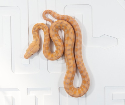 Dwarf Purple Snow Reticulated Python by Reach Out Reptiles LLC ...