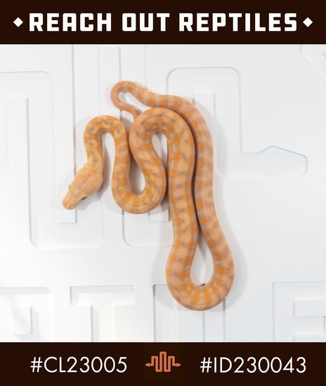 Sd Lavender Reticulated Python by Reach Out Reptiles LLC