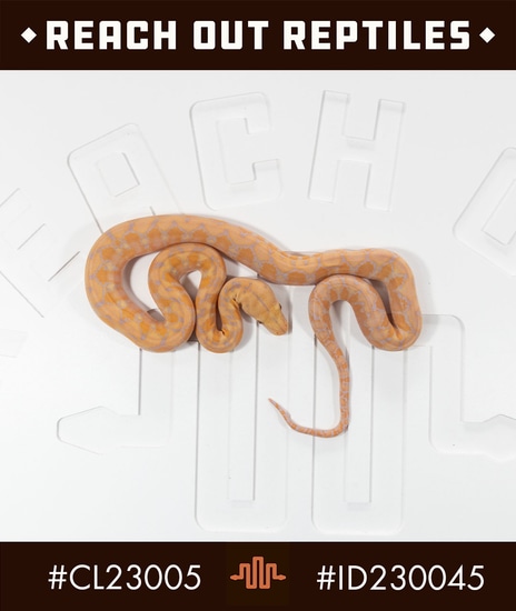 Sd Lavender Reticulated Python by Reach Out Reptiles LLC