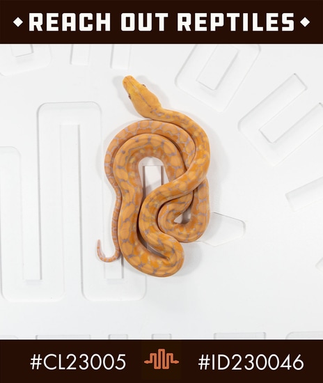 Sd Lavender Reticulated Python by Reach Out Reptiles LLC