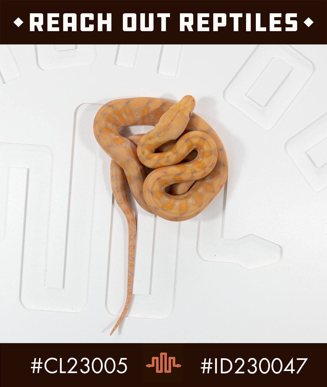 Super Dwarf Lavender Albino Reticulated Python by Reach Out Reptiles ...