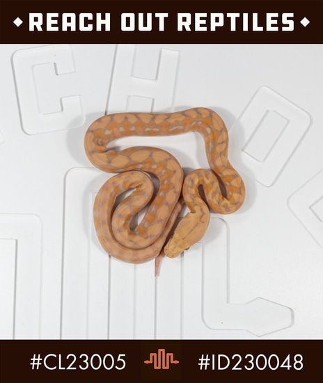 Sd Lavender Reticulated Python by Reach Out Reptiles LLC