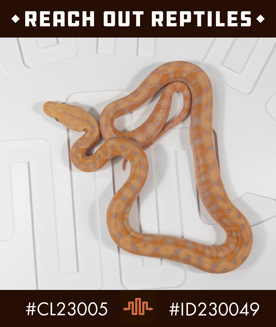 Super Dwarf Lavender Albino Reticulated Python by Reach Out Reptiles ...