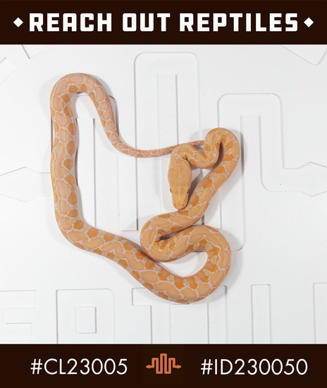 Super Dwarf White Albino Reticulated Python by Reach Out Reptiles LLC