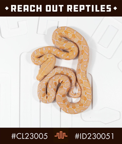 Sd White Na Reticulated Python by Reach Out Reptiles LLC