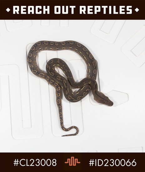 Sd Wild Type 100% Het Ogs 100% Het Anery Reticulated Python by Reach ...