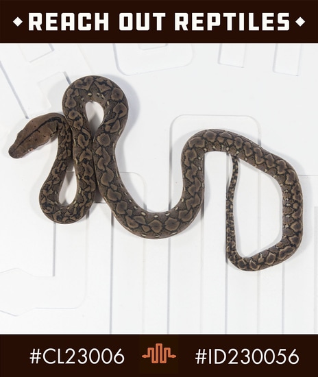 Super Dwarf Tk Kalatoa Reticulated Python by Reach Out Reptiles LLC