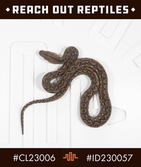 Sd Wild Type Reticulated Python by Reach Out Reptiles LLC