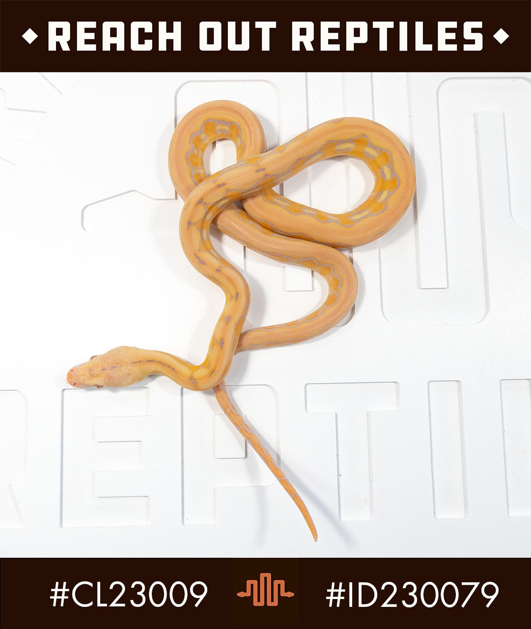 Dwarf Purple Albino Platinum Tiger Reticulated Python by Reach Out ...