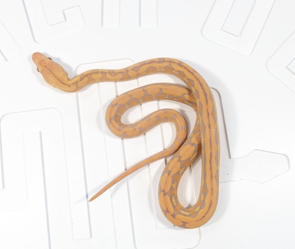 Dwarf Marble Sunfire Reticulated Python by Reach Out Reptiles LLC ...