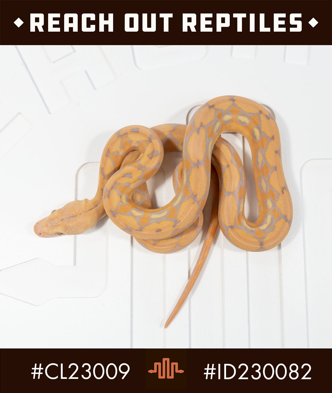 Dwarf Purple Albino Reticulated Python by Reach Out Reptiles LLC ...
