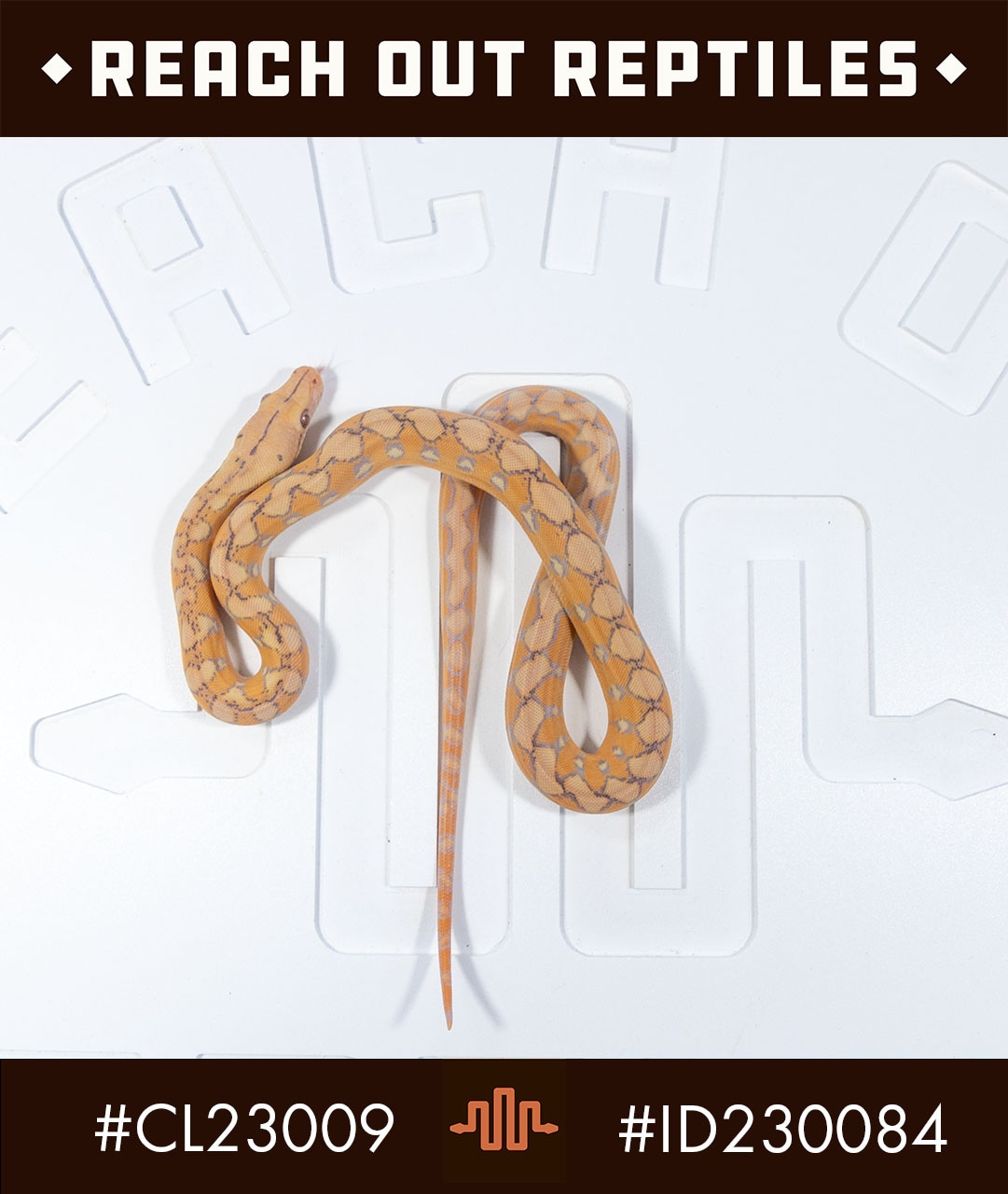 Dwarf Purple Albino Reticulated Python by Reach Out Reptiles LLC ...