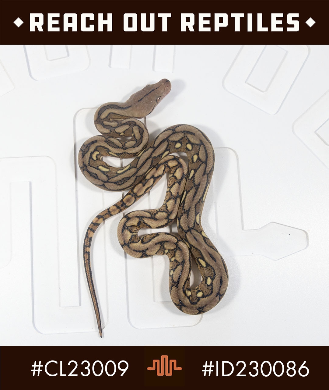 Dwarf Tiger Reticulated Python by Reach Out Reptiles LLC - MorphMarket