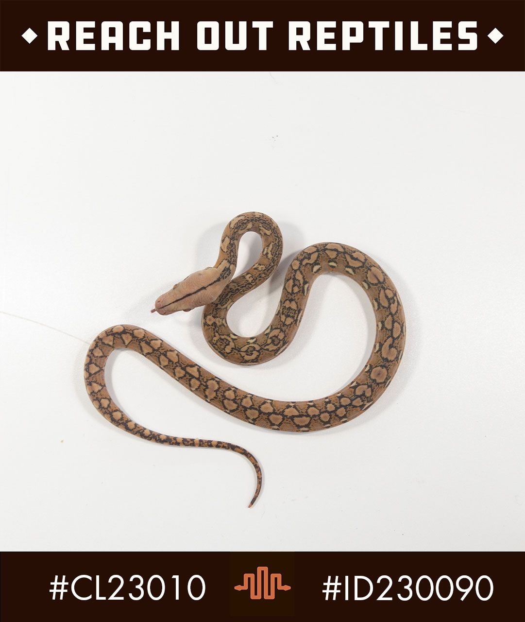 Sd Mochino Reticulated Python by Reach Out Reptiles LLC - MorphMarket