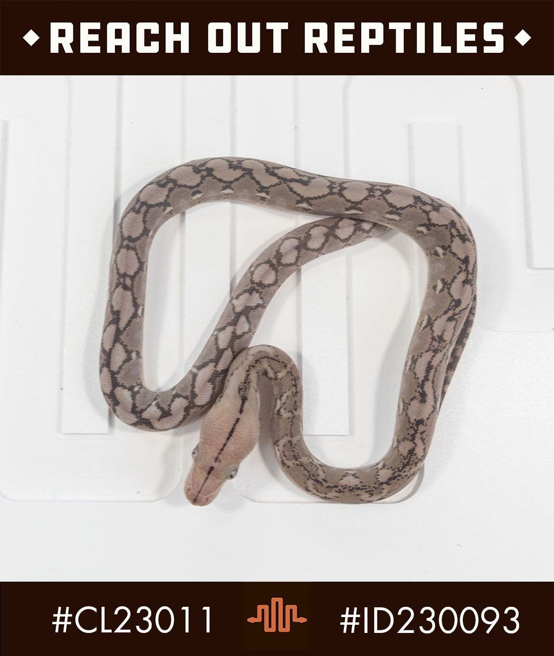 Dwarf Snowchino Reticulated Python by Reach Out Reptiles LLC - MorphMarket