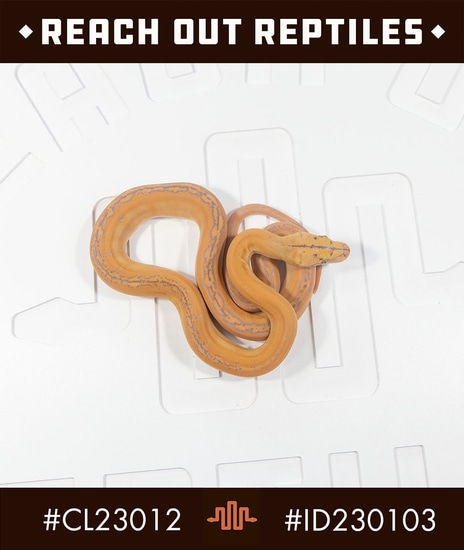 D Purple Golden Child 100% Anery Reticulated Python by Reach Out ...