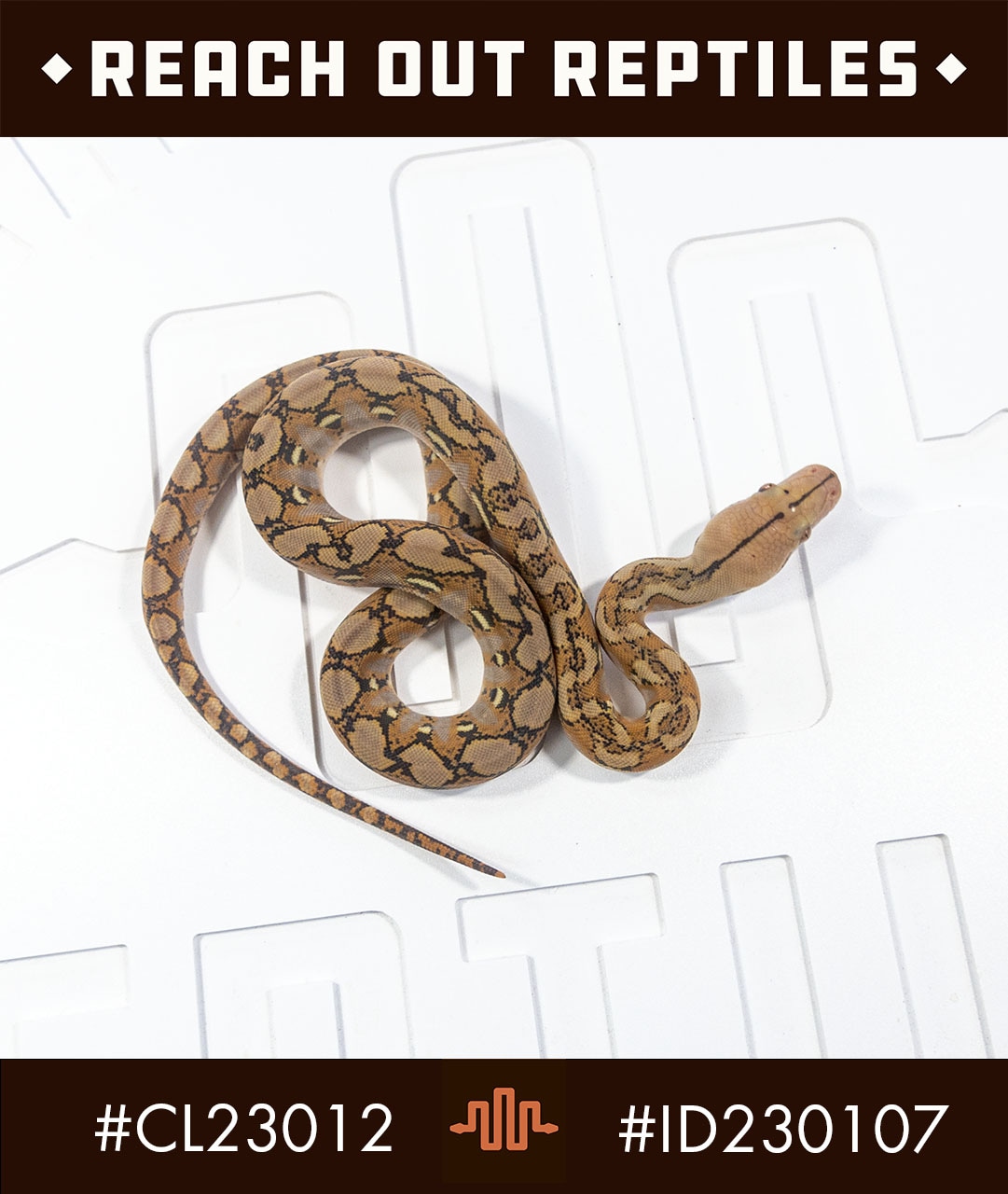 Dwarf Mochino Reticulated Python by Reach Out Reptiles LLC - MorphMarket