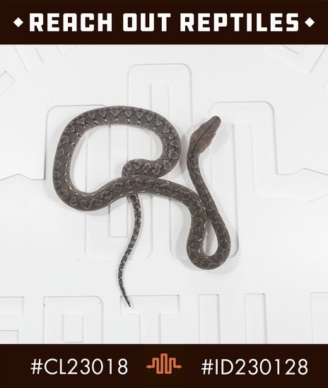 SD ANERY Reticulated Python by Reach Out Reptiles LLC