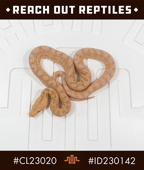 Sd Purple Sunfire Reticulated Python by Reach Out Reptiles LLC