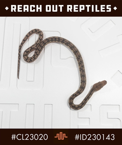 Sd Sun Tiger 100% Purple Reticulated Python by Reach Out Reptiles LLC