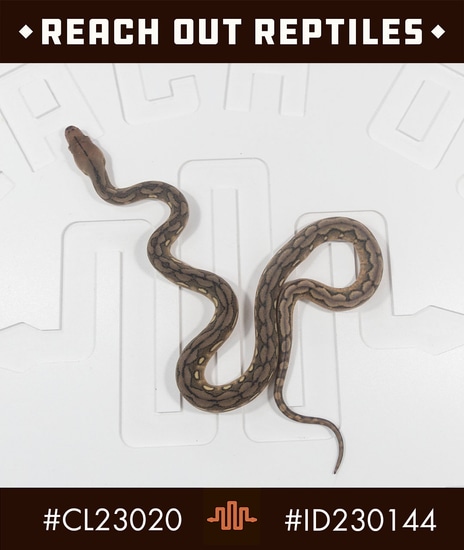 Sd Sun Tiger 100% Purple Reticulated Python by Reach Out Reptiles LLC