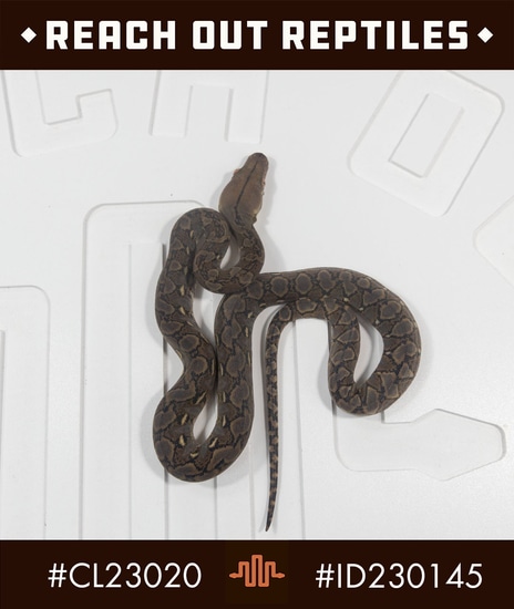 Sd Wild Type 100% Purple Reticulated Python by Reach Out Reptiles LLC