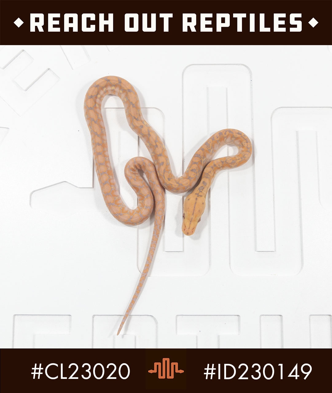 Sd Purple Albino Reticulated Python by Reach Out Reptiles LLC - MorphMarket