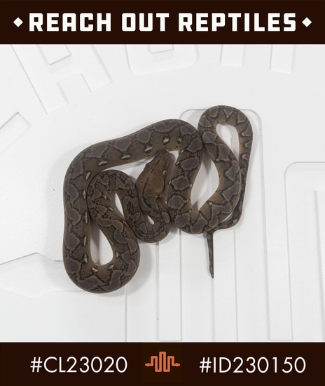 Sd Sunfire 100% Purple Reticulated Python by Reach Out Reptiles LLC