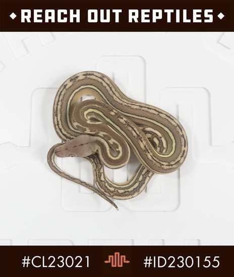 D Phantom Tiger 100% Anery Reticulated Python by Reach Out Reptiles LLC