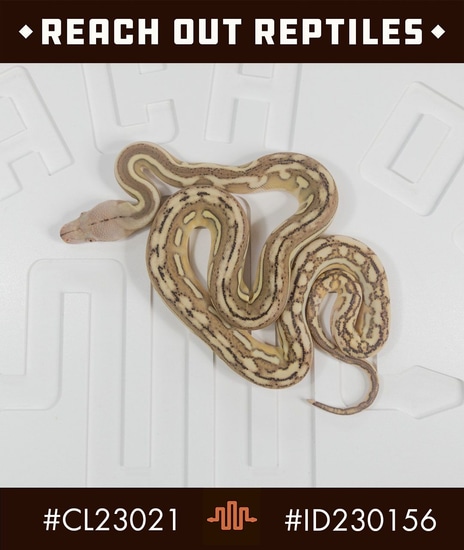 D Phantom Tiger 100% Anery Reticulated Python by Reach Out Reptiles LLC