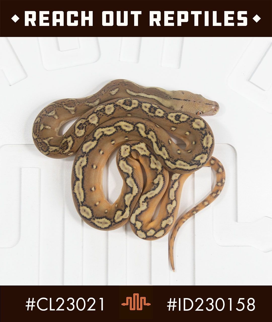 Dwarf Phantom Sunfire Reticulated Python by Reach Out Reptiles LLC ...