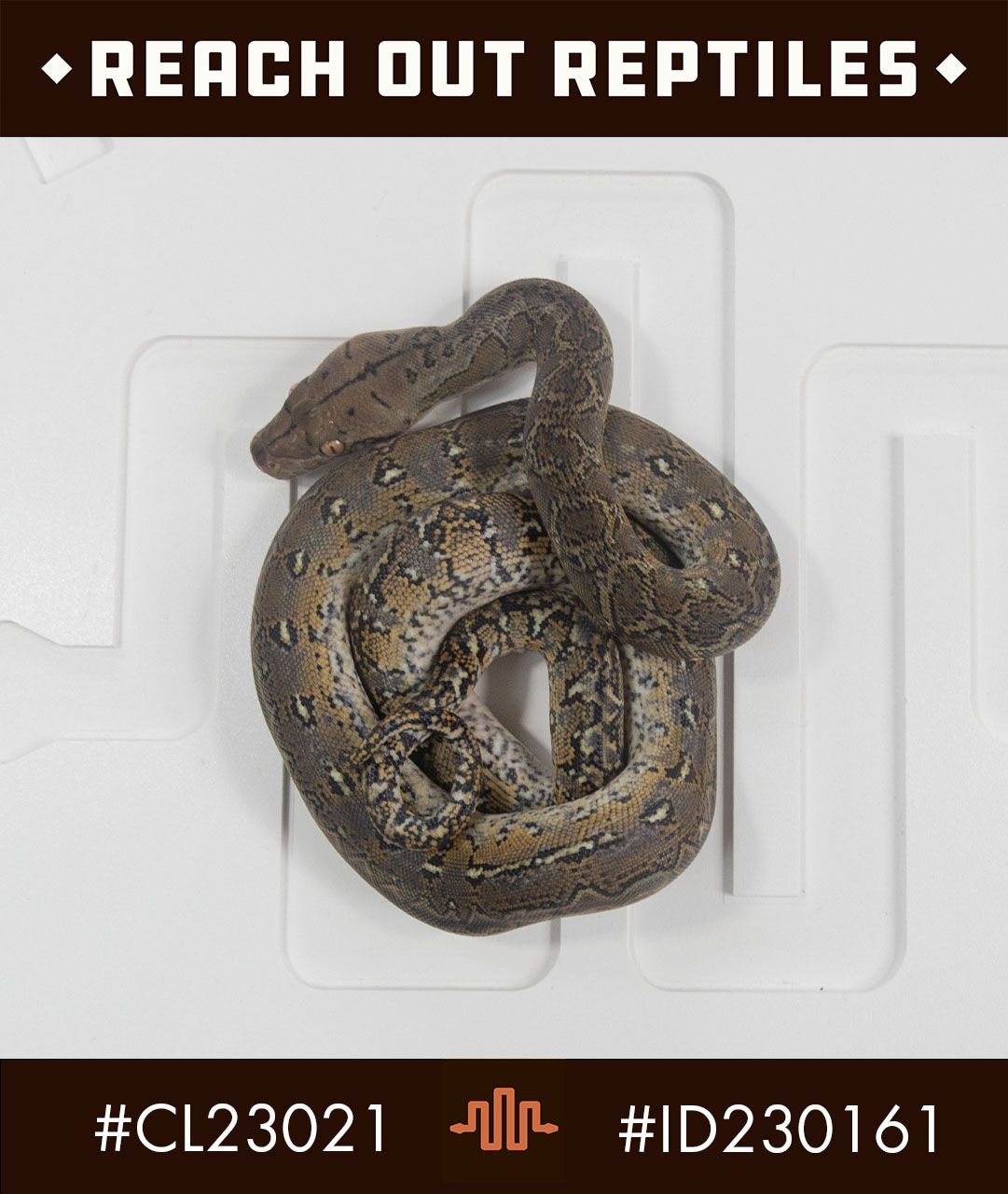 Dwarf Marble Reticulated Python by Reach Out Reptiles LLC - MorphMarket