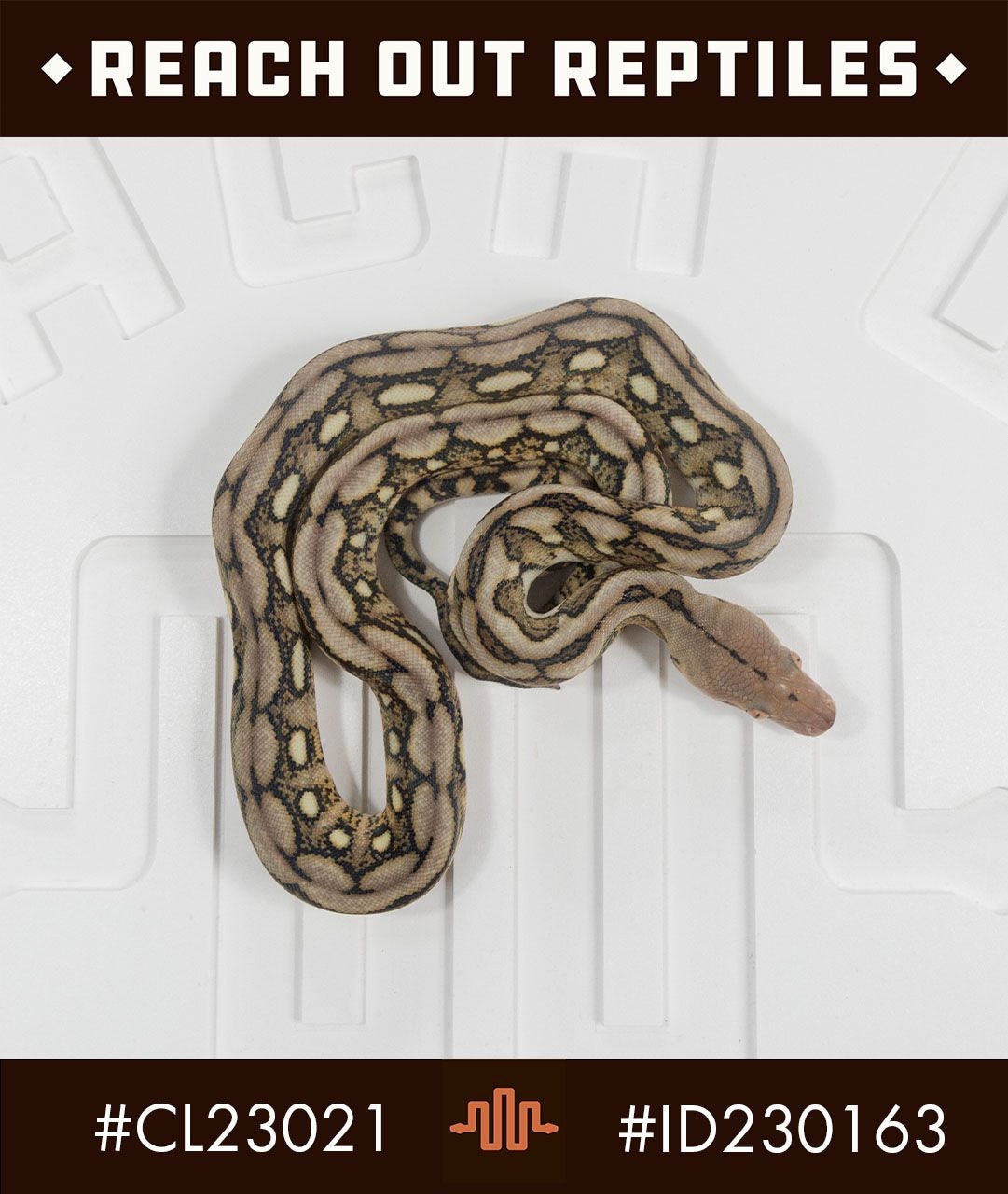 Dwarf Tiger Reticulated Python by Reach Out Reptiles LLC - MorphMarket