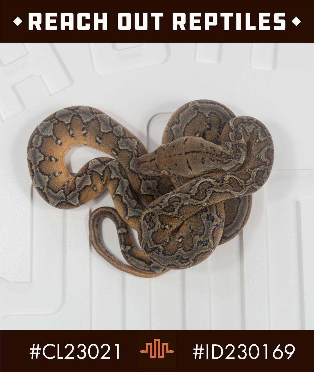 Dwarf Marble Sunfire Reticulated Python by Reach Out Reptiles LLC ...