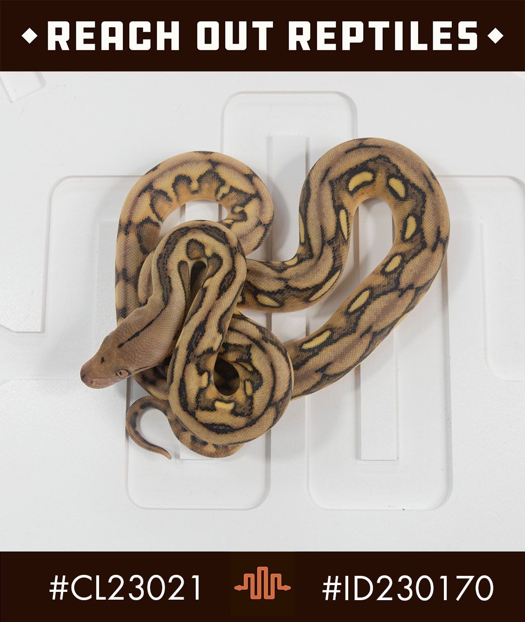 Dwarf Sun Tiger Reticulated Python by Reach Out Reptiles LLC - MorphMarket