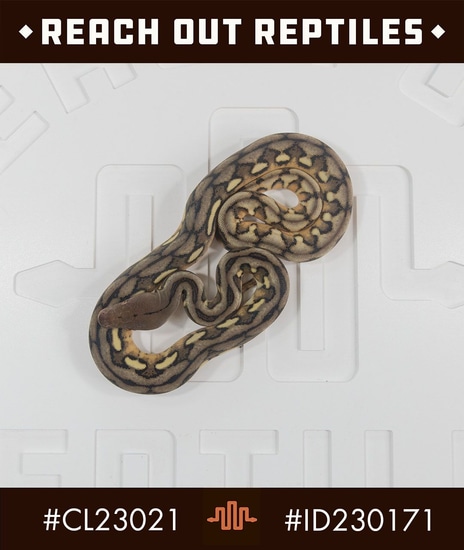 D Sun Tiger 100% Anery Reticulated Python by Reach Out Reptiles LLC