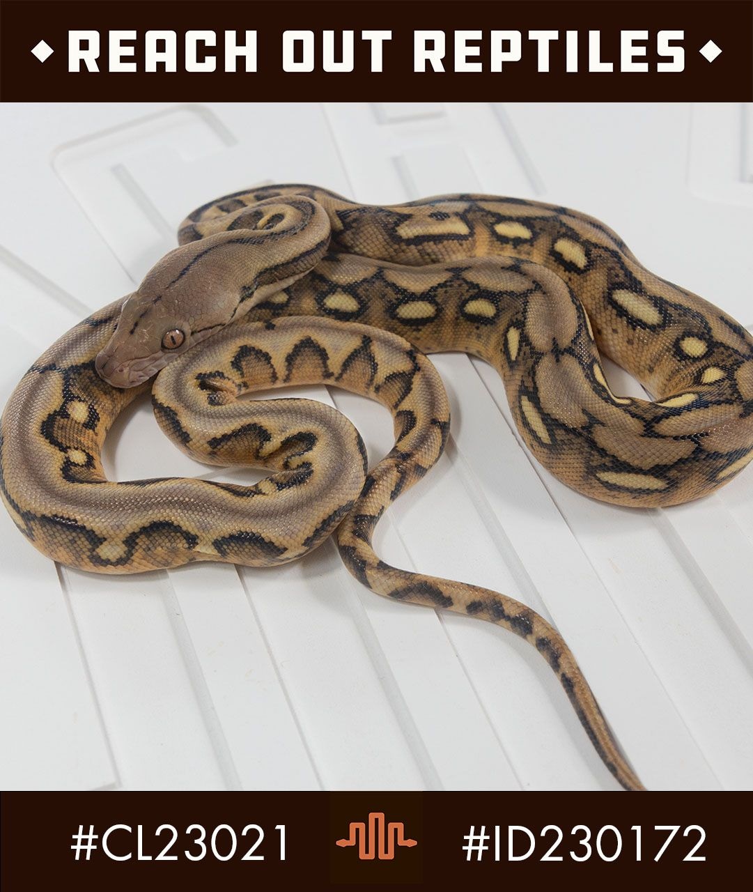 Dwarf Sun Tiger Reticulated Python by Reach Out Reptiles LLC - MorphMarket
