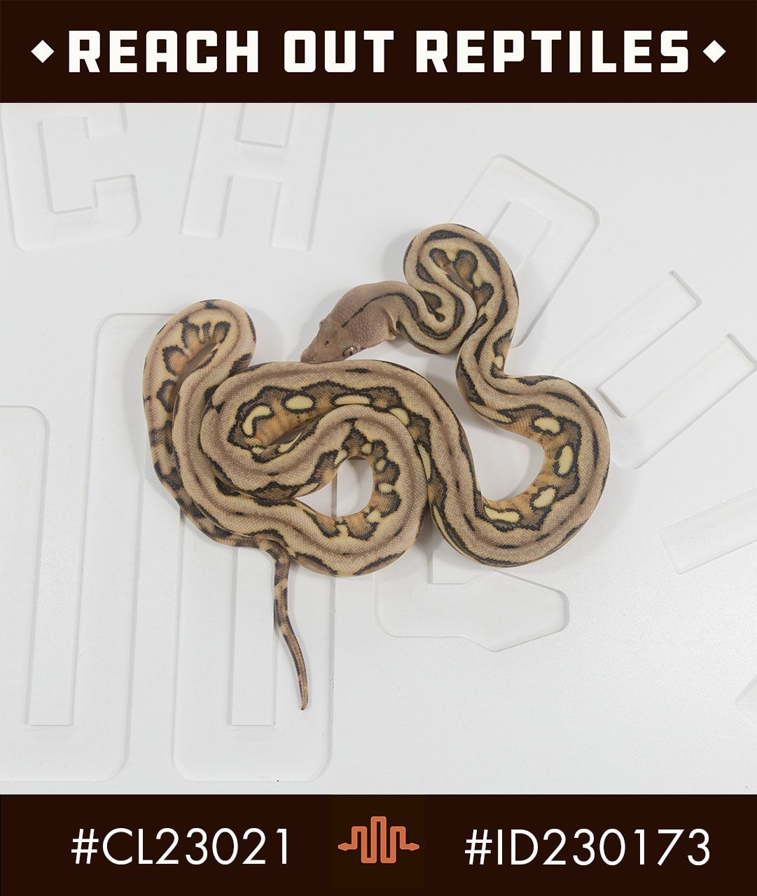 Dwarf Sun Tiger Reticulated Python by Reach Out Reptiles LLC - MorphMarket