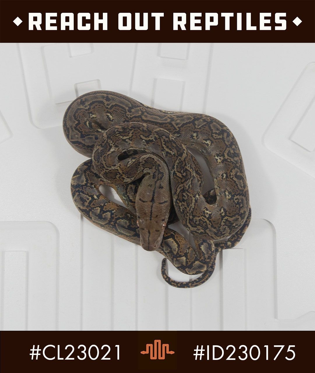 Dwarf Marble Reticulated Python by Reach Out Reptiles LLC - MorphMarket