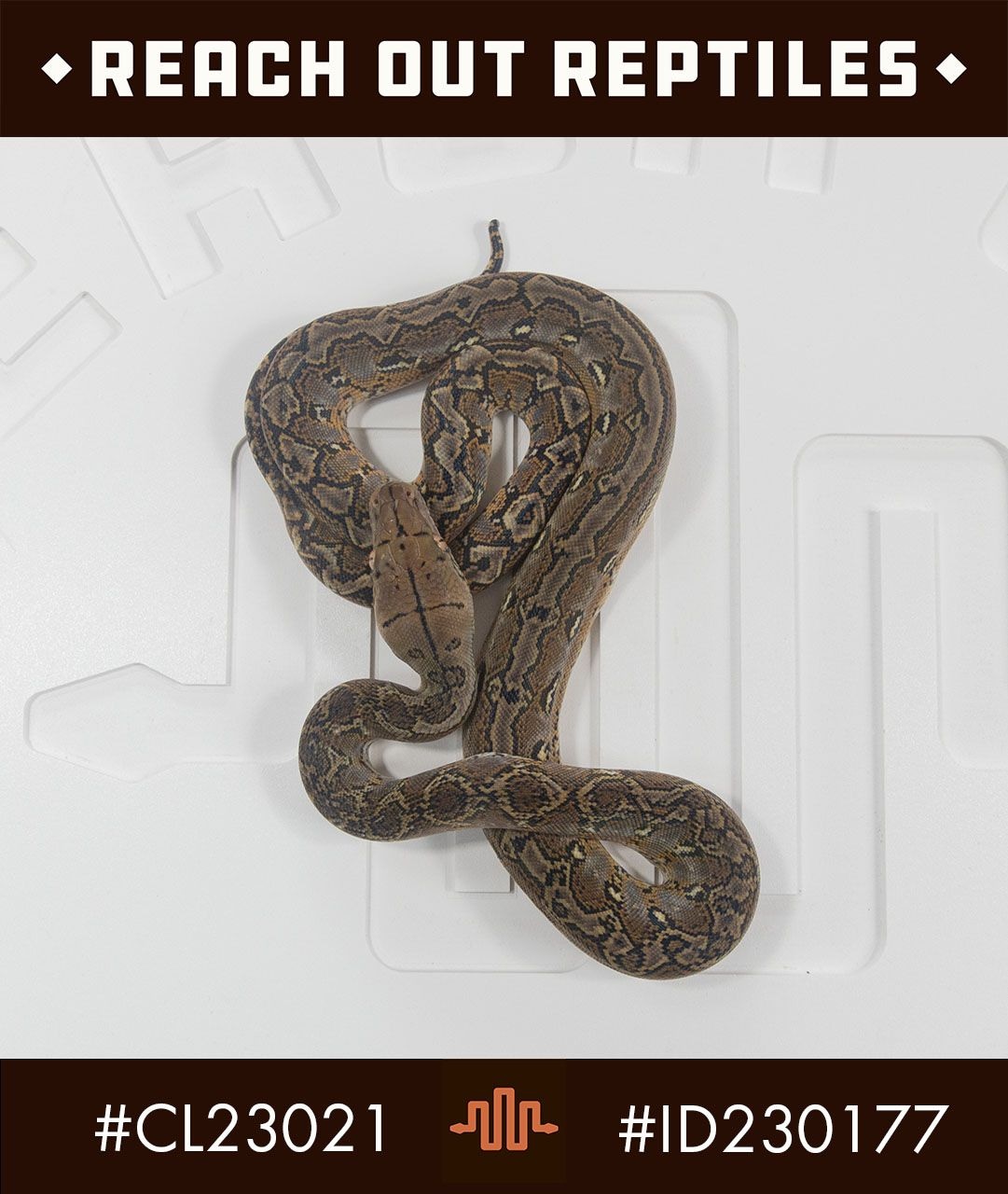 Dwarf Marble Reticulated Python by Reach Out Reptiles LLC - MorphMarket
