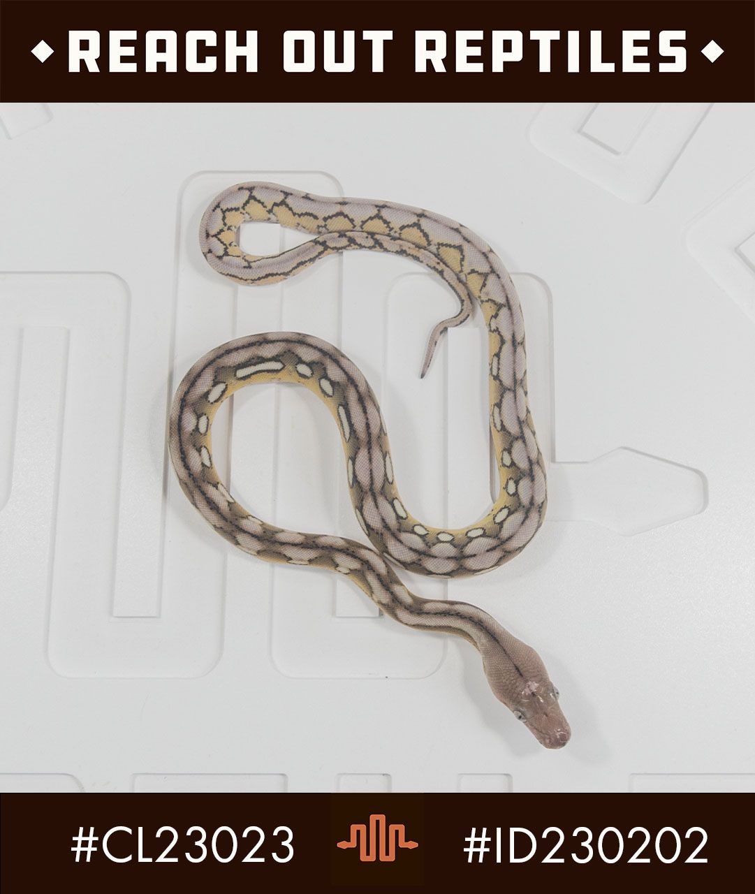 Sd Anery Platinum Tiger Reticulated Python by Reach Out Reptiles LLC ...