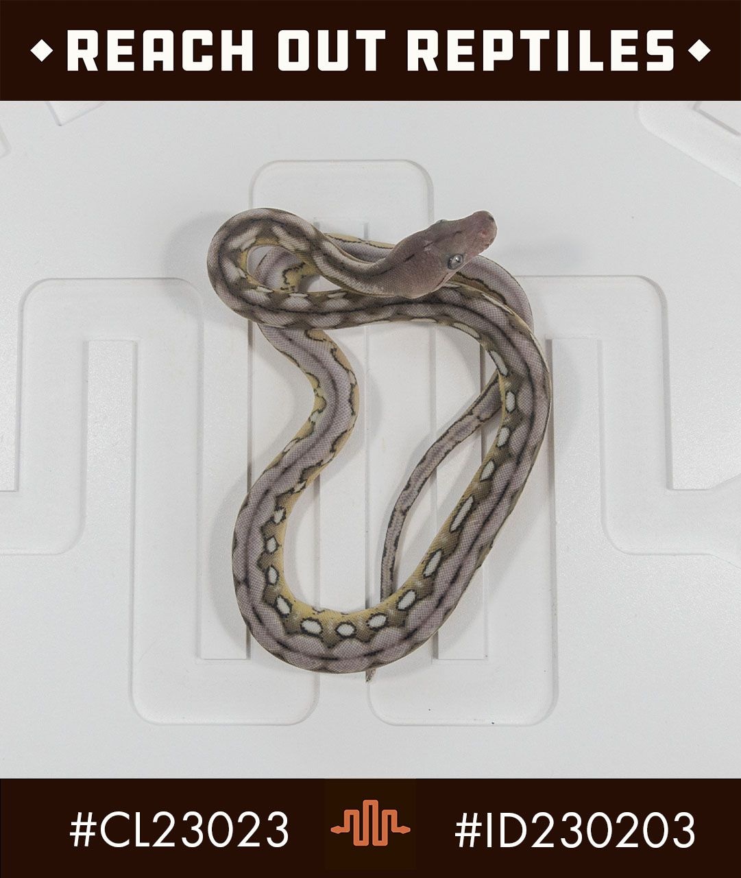 Sd Anery Platinum Tiger Reticulated Python by Reach Out Reptiles LLC ...