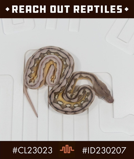 Sd Anery Sun Platinum Tiger Reticulated Python by Reach Out Reptiles LLC
